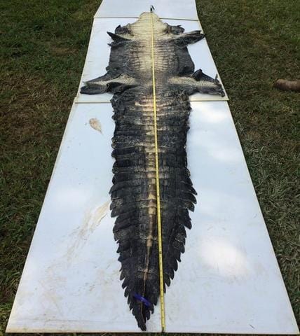 The Best Alligator Holster – Southern Trapper